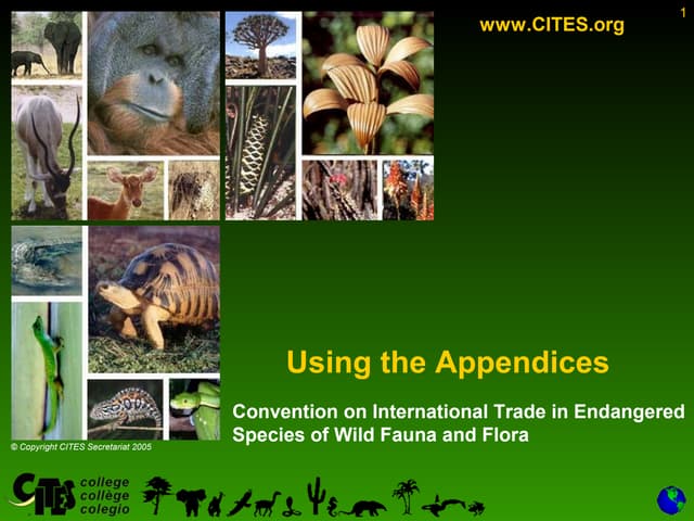 Using Appendices Ppt