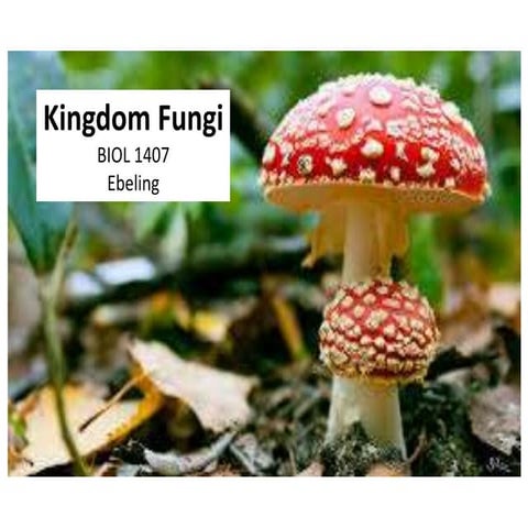 1407 fungi animalia combo blank f2018 | PPT