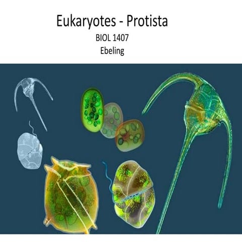 1407 protists presentation | PPT