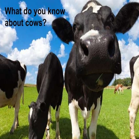 141438_primary-powerpoint-dairy-cows.pptx | Vegan Diets | Food & Drink