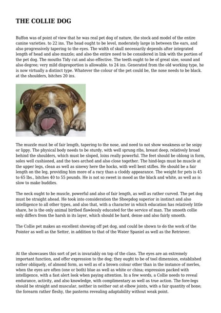 The collie dog | DOCX | Ear, Nose and Throat Conditions | Diseases and ...