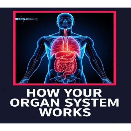 Functions of Human Organ Systems | How the Body Works Together | PDF
