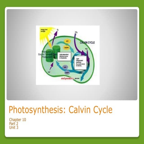 Calvin cycle general biology 2 stem 11pptx | PPTX