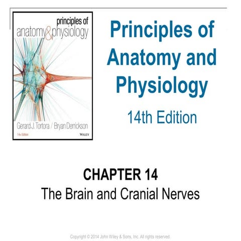 14 [chapter 14 the brain and cranial nerves] | PPT