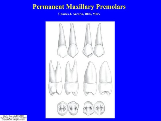 PERMANENT MAXILLARY CANINE | PPT