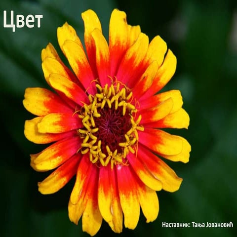 Gradja biljaka | PPTX