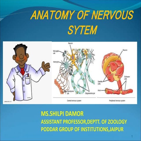 Anatomy of Nervous System | PPT