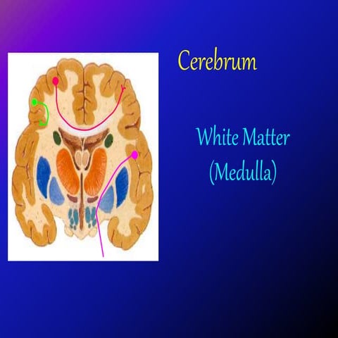 15. White matter cerebrum | PPT