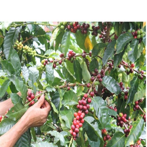 15. Coffee production..................................... | PPTX