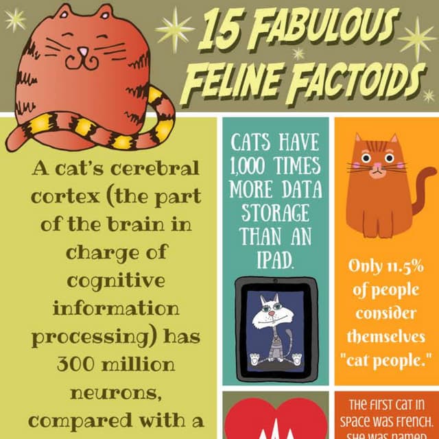15 Fabulous Feline Factoids INFOGRAPHIC | PDF