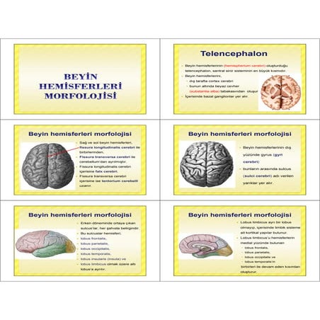 15 dishek-3-beyinhemisfer-alanlar-beyazcev-zarlar-sinus-ventr-2015 | PDF