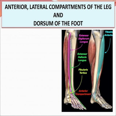 Evertor and invertor of foot | PPTX
