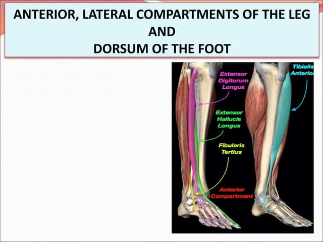 dorsum of foot anatomy presentation.pptx