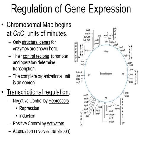 15-gene expression.ppt