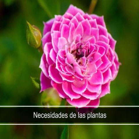 Base teorica Necesidades de las plantas.pptx