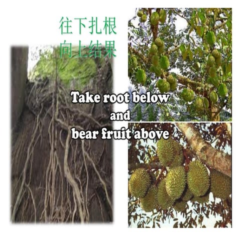 150913 take root below bear fruit above | PDF