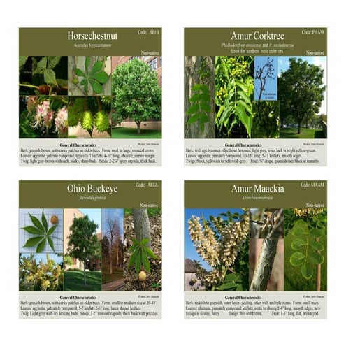 Minnesota Tree Identification Cards 3.5x5 inch | PDF
