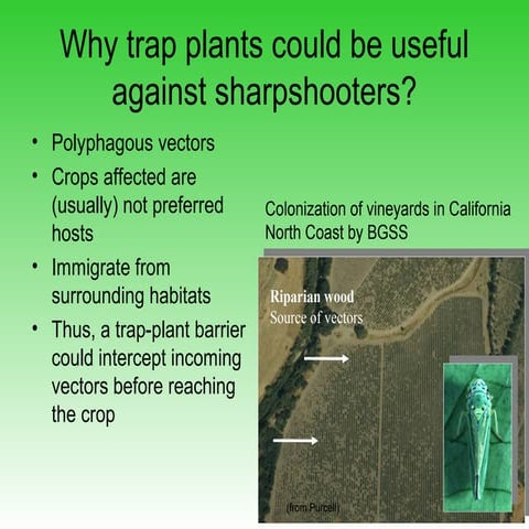 Nonhosts of Xylella fastidiosa that sharpshooters would die for. A ...