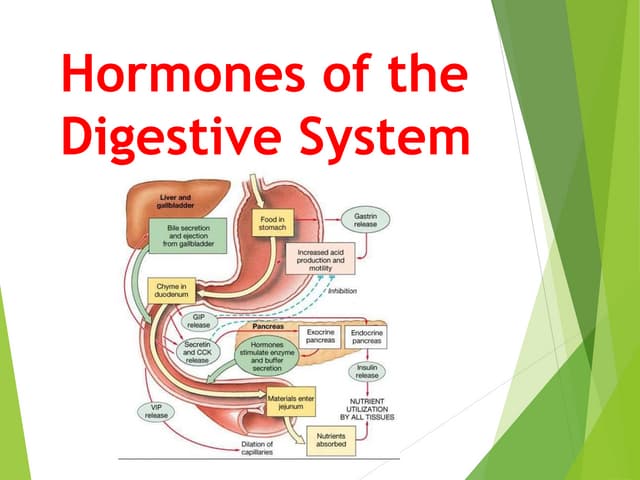 Hormones Of The Digestive System Ppt