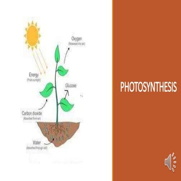 Photosynthesis Presentation Part 2 | PPT