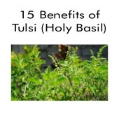 15 Benefits of Tulsi (Holy Basil).pdf