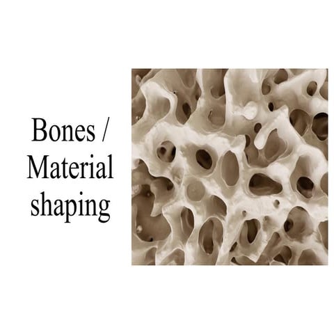 15 Bones & Material shaping in nature inspired engineering.pptx