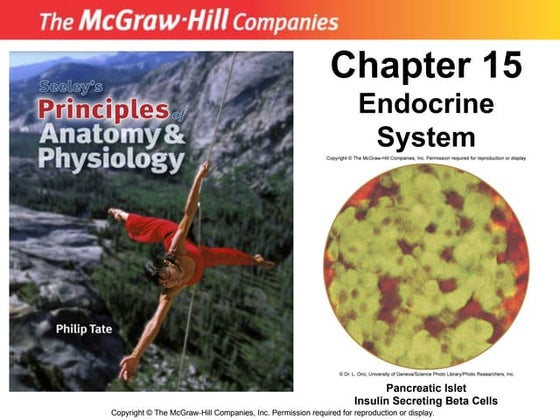 Chapter 9- The- Endocrine- System.docx