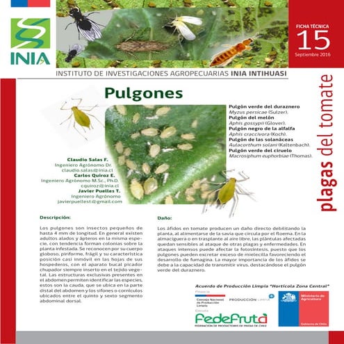 Pulgón en tomate | PDF