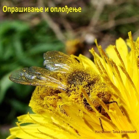 Fotosinteza, disanje i transpiracija | PPTX