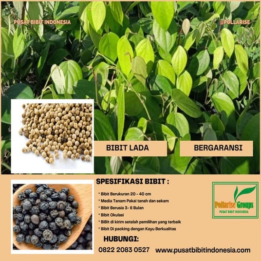 0822.2083.0527 (Tsel) Pengadaan Bibit Lada Perdu | PDF