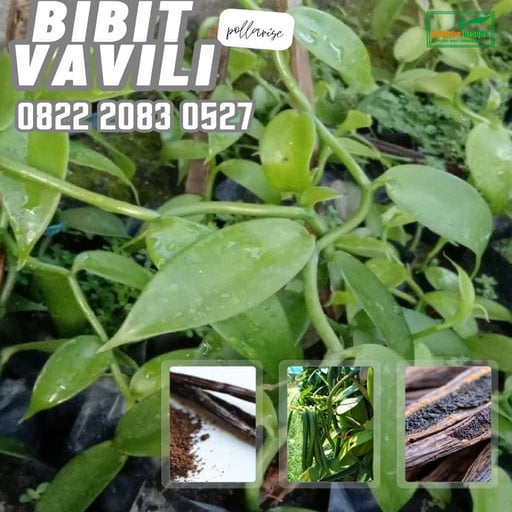 0822.2083.0527 (Tsel) Pusat Hortikultura Bibit Vanili Jogja | PDF