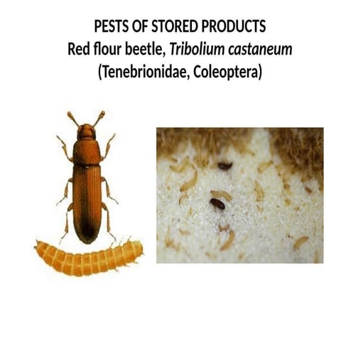 16. Stored insect pests entomology important pests.pptx