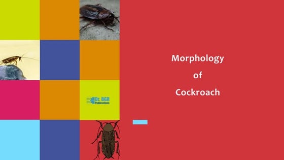Cockroach Class 11th NEET CBSE NCERT Biology | PDF