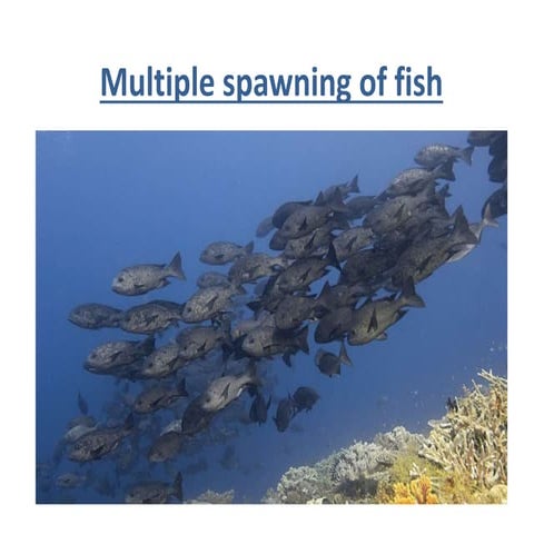 16 - Multiple spawning of fish.ppt