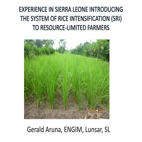 1609 - Experiences Introducing the System of Rice Intensification (SRI ...
