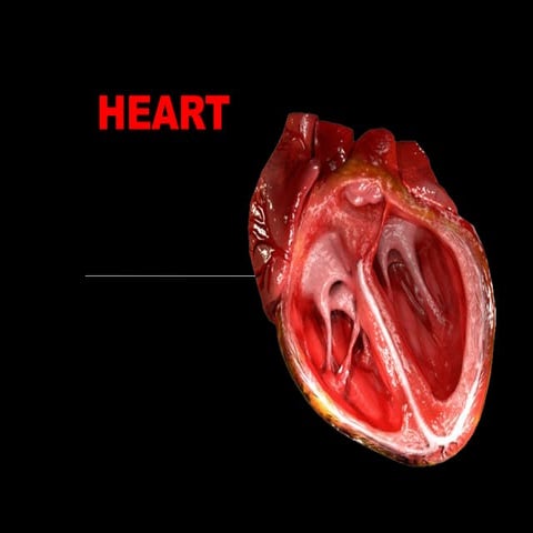 introduction to the Heart: its anatomy.pptx | Free Download