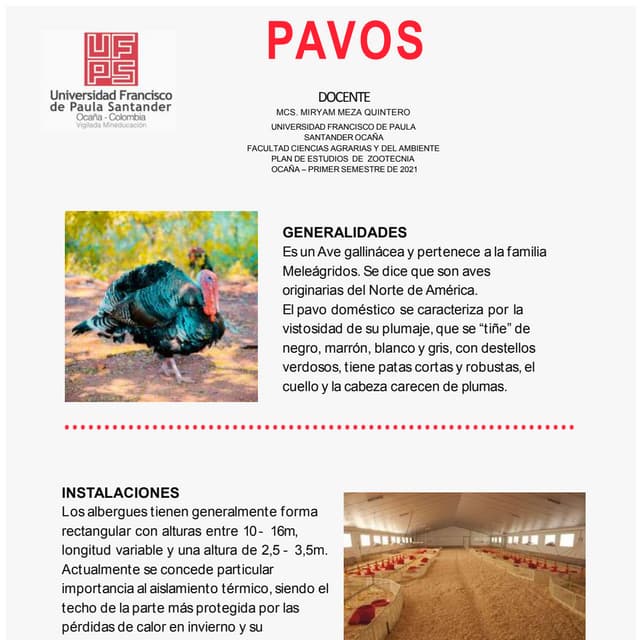 Infografia pavos | PPTX