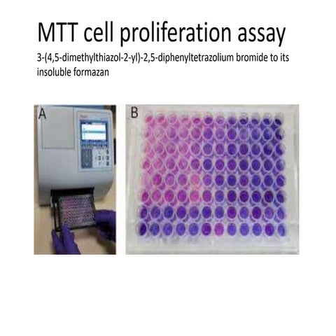 MTT, the priciples and basics of cell proliferation assay.pptx