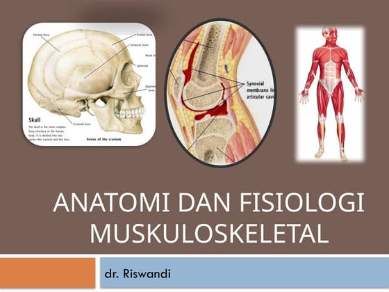 anatomi dan fisiologi badan.SISTEM_OTOT .pdf