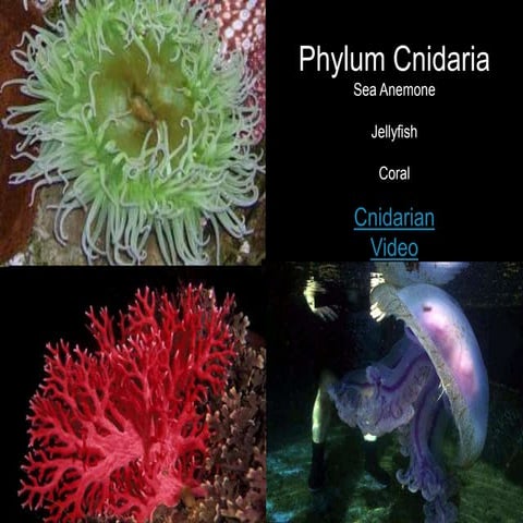Cnidaria. ppt | PPT