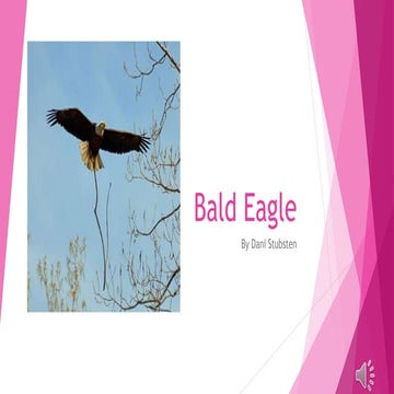 16 Bald Eagle in united statesexplained.pptx