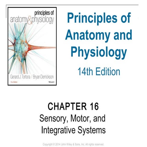 16 [chapter 16 sensory, motor, and integrative systems] | PPT