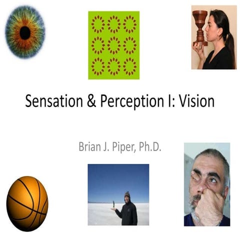 Introductory Psychology: Sensation & Perception (Vision) | PPTX