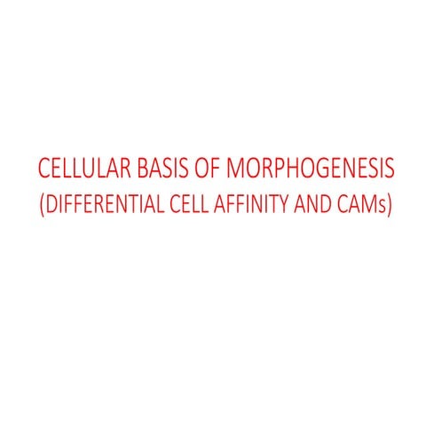 16th Lec. Cellular basis of morphogenesis.pptx