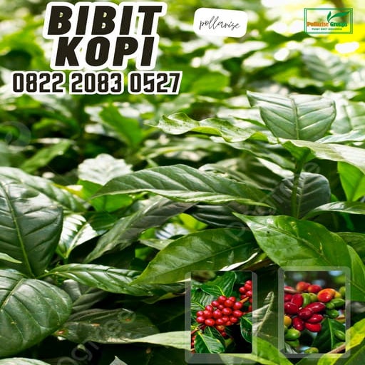 0822 2083 0527 ( Tsel ) Pusat Pertanian Kopi, Bibit Kopi Robusta Unggul | PDF
