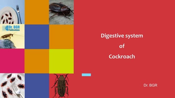 Digestive System Of Cockroach Ppt