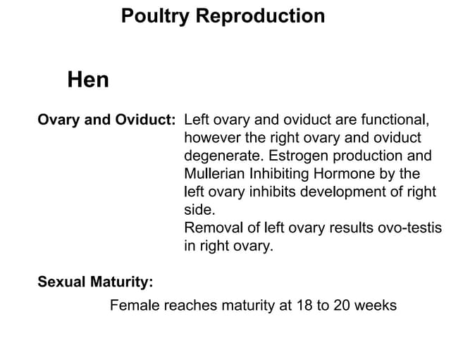 The Anatomy and Function of a Hen's Reproductive System | PPTX