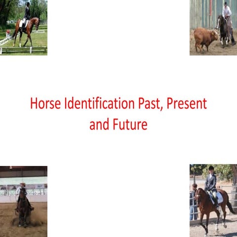 Equines(Horses) markings and identification | PPTX