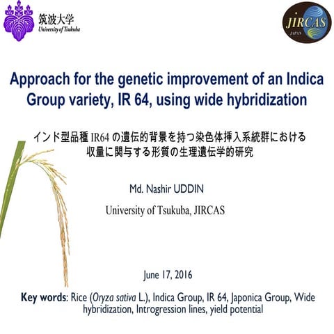 Genetic Improvement of Indica Group Rice Through Wide Hybridization | PPT
