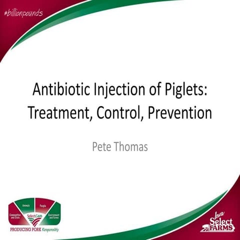 Dr. Pete Thomas - Antibiotic Injection of Piglets-Treatment, Control or ...